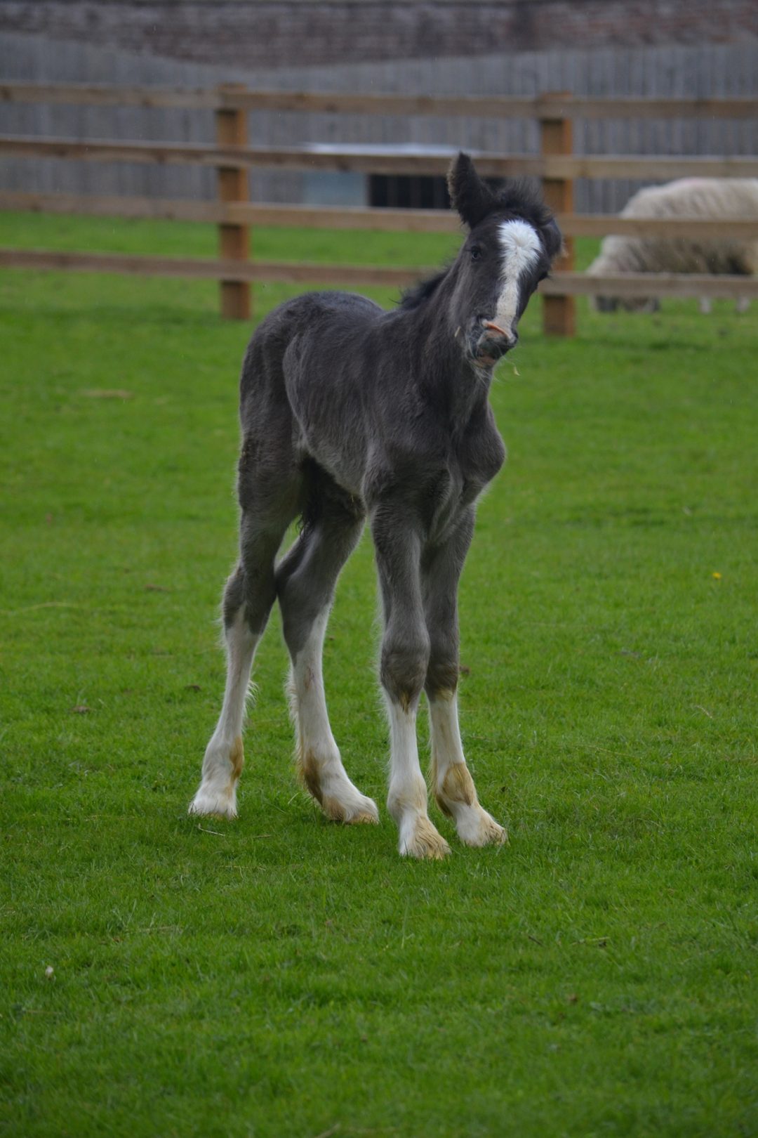 Could you name this cute Shire foal? - Horse & Hound