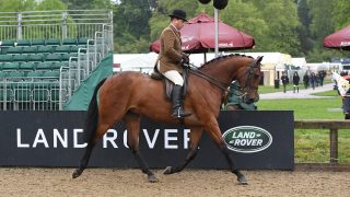 Show hunter classes: Horse & Hound’s expert showing guide