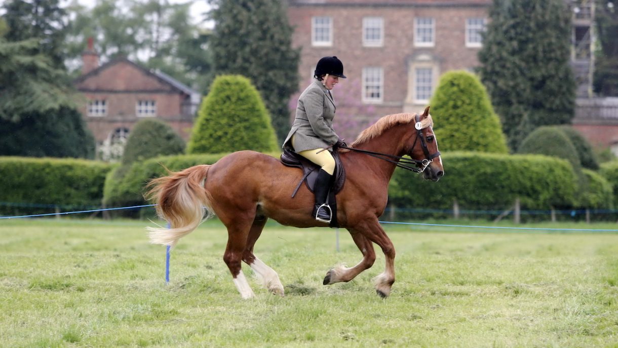 Cob bought for £1 to return to county competition aged 31 - Horse & Hound
