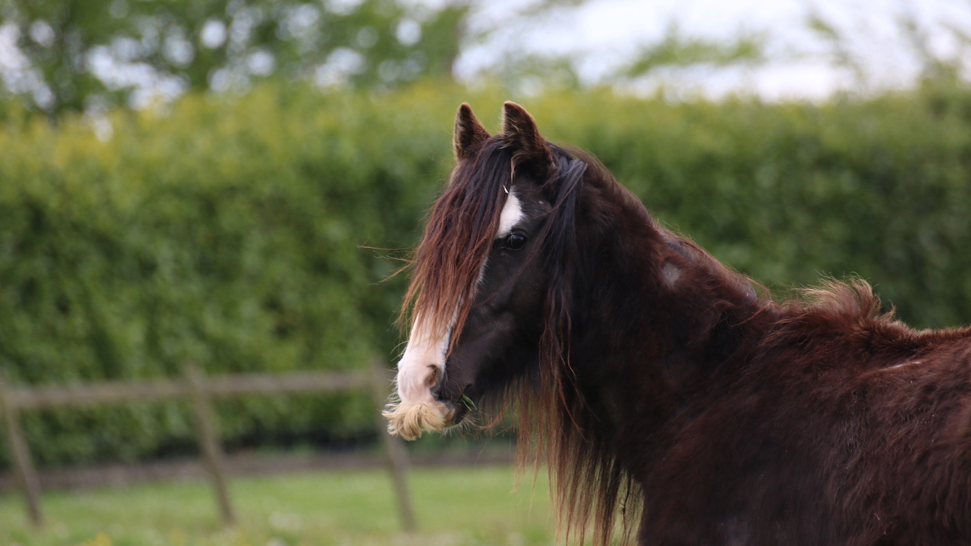 New initiative aims to ‘give a cob a job’ - Horse & Hound