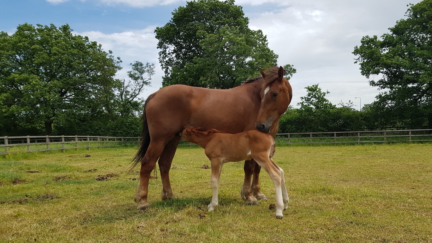 Three adorable Suffolk foals boost breed numbers - Horse & Hound