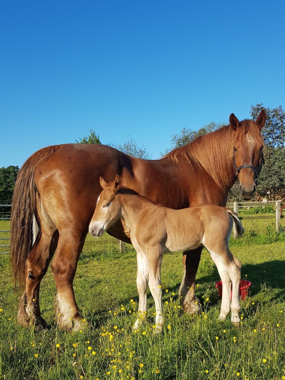 Three adorable Suffolk foals boost breed numbers - Horse & Hound