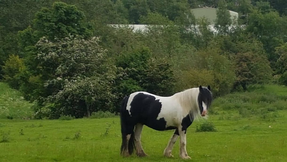 Calls for change in law after dogs chase mare and foal - Horse & Hound