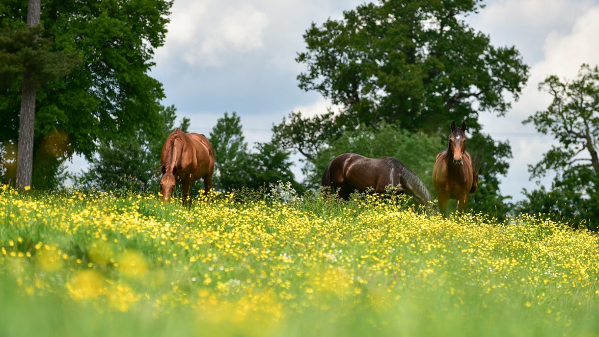 Grass sickness: what you need to know - Horse & Hound
