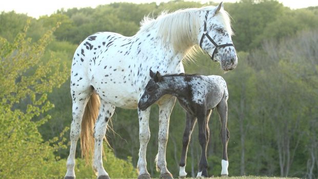 Meet the newborn Spotilas — the spotty son of Totilas - Horse & Hound