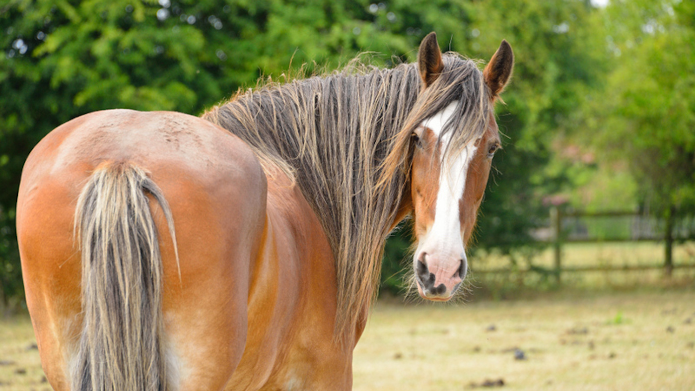 Shire with a ‘heart of gold’ put down aged 22 - Horse & Hound