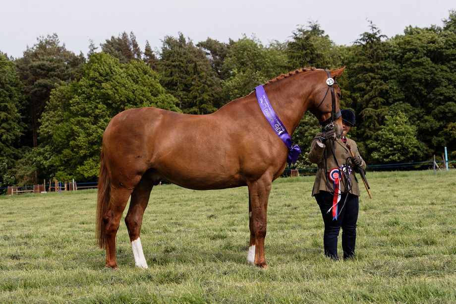 9 gorgeous geldings we’ve spotted in the show ring this season ...