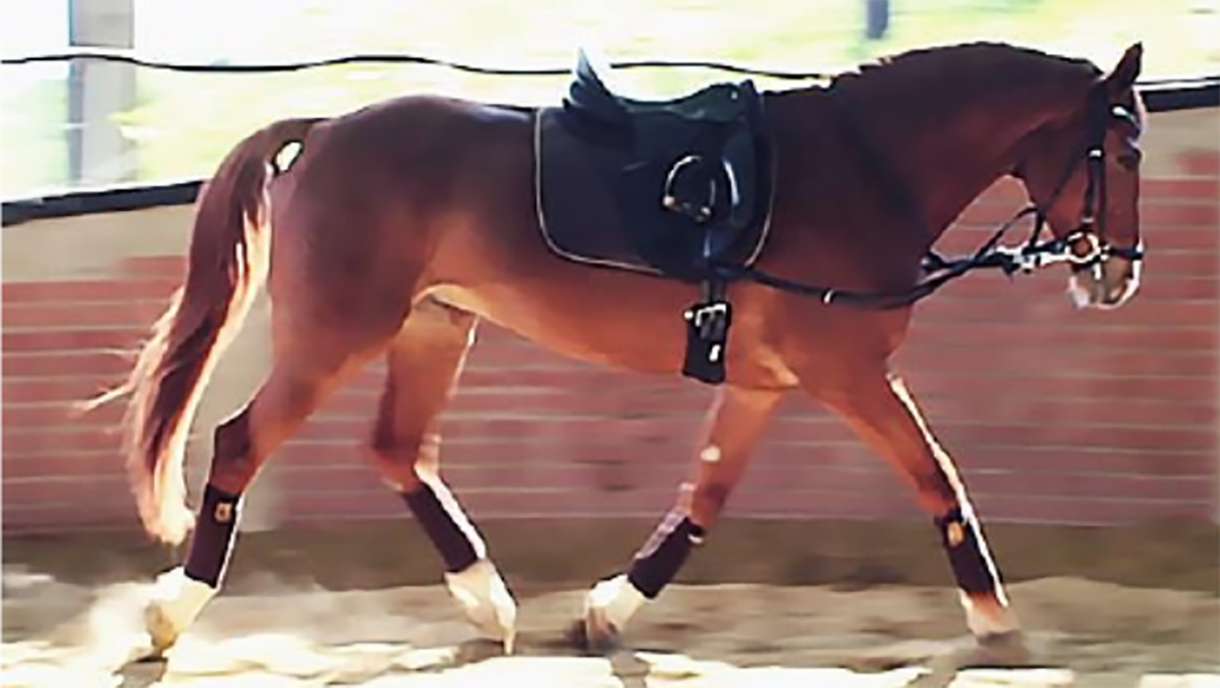 Riders use more rein tension than horses would choose, study shows ...