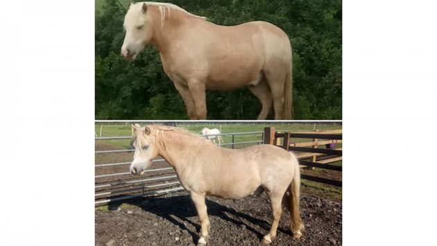 What is a track system, also known as 'paddock paradise'? - Horse & Hound