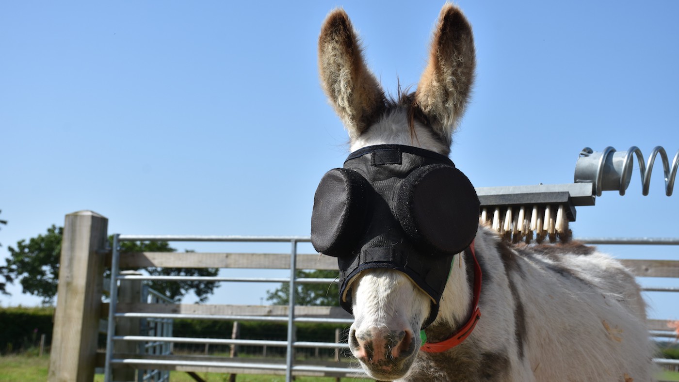 ‘Bug-eyed’ mask hoped to help donkey who lost his sight - Horse & Hound