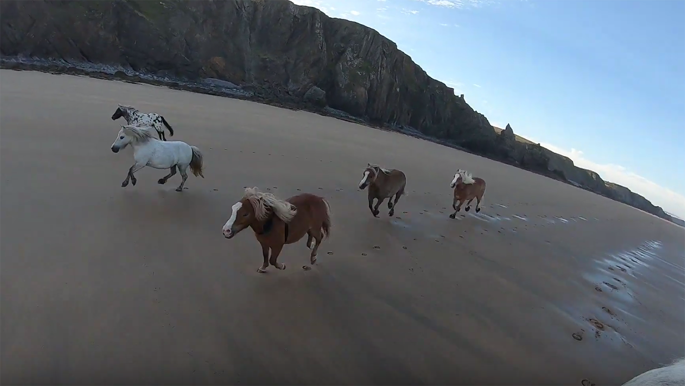 Mini ponies ‘go wild at the seaside’ in latest adventure - Horse & Hound
