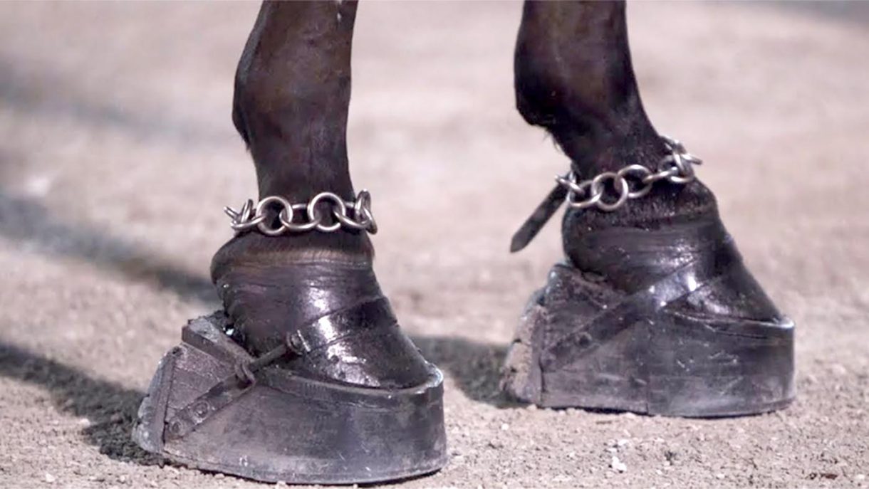 Tennessee walking horse owner hopes to expose horrific soring practices ...