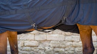 Back On Track mesh rug review | Horse & Hound