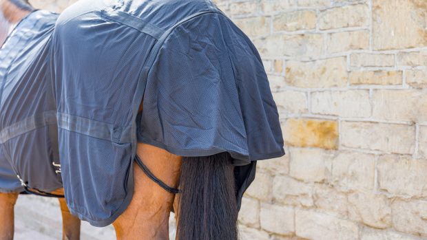 Back On Track mesh rug review | Horse & Hound