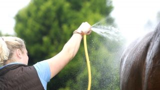 How to cool down a horse in hot temperatures: the best way to do it