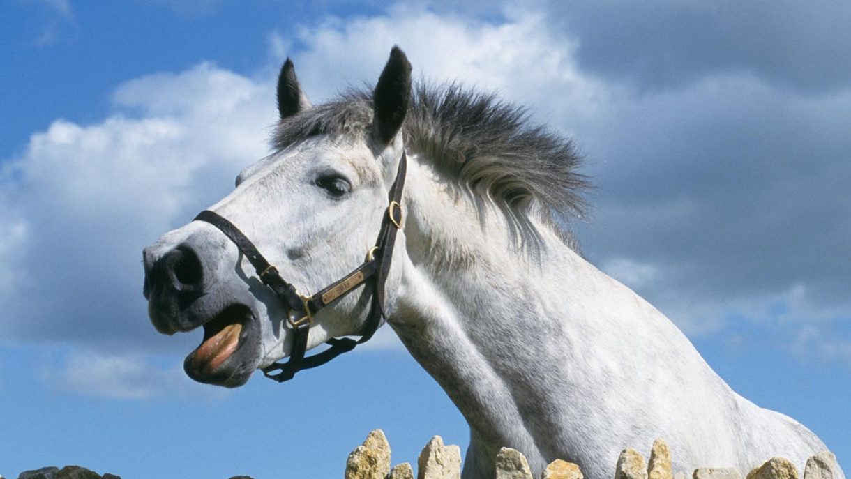 7 ways you can spot a horsey person in day-to-day life - Horse & Hound