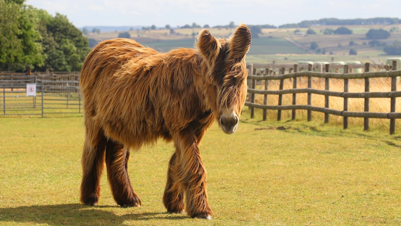 ‘He was loved by us all’: tributes paid after rare donkey put down ...