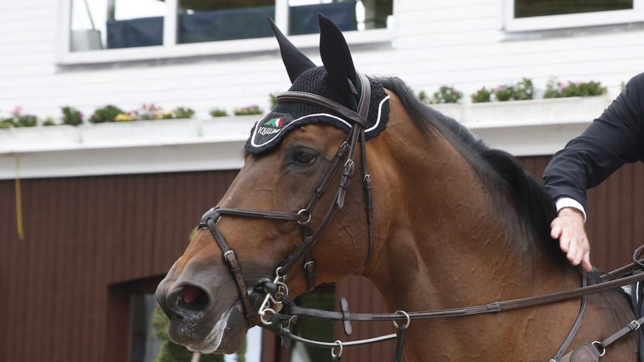 Big Star back in the ring — with John Whitaker on board - Horse & Hound