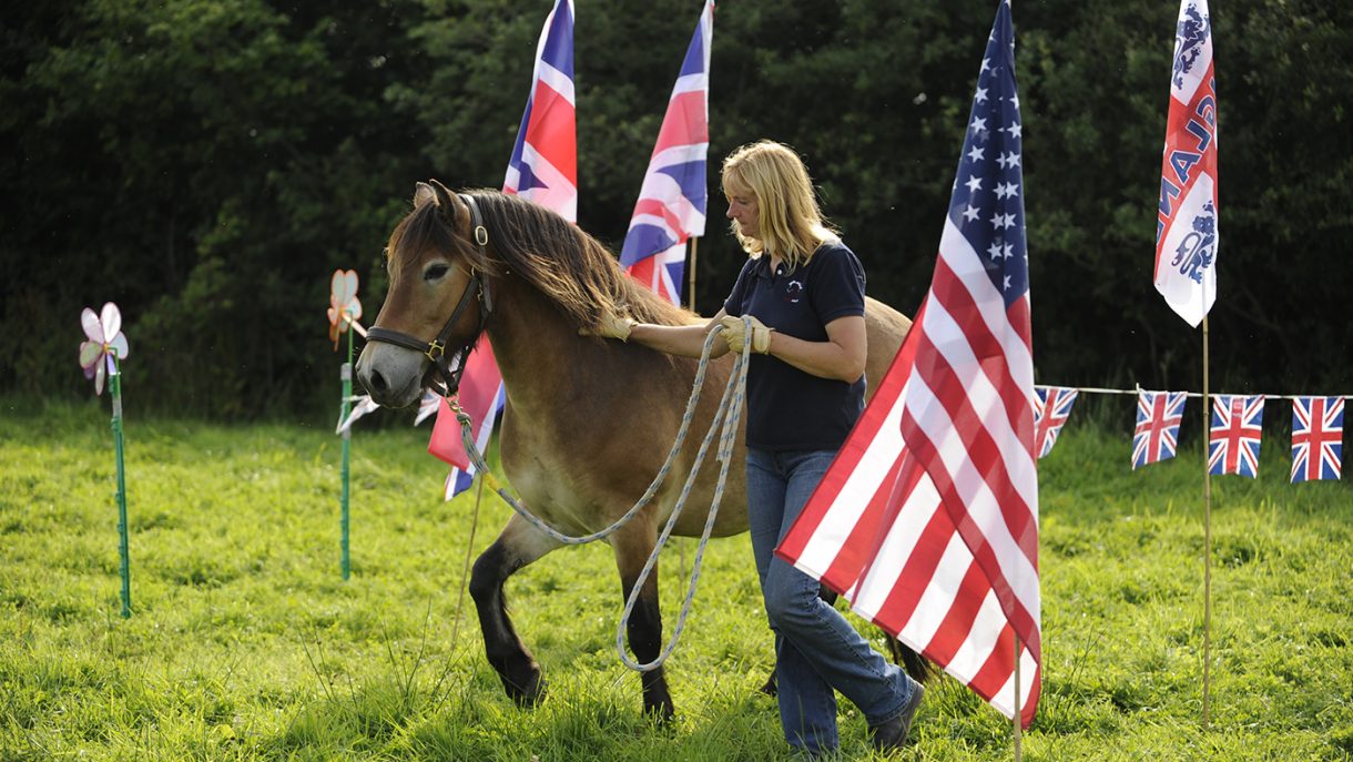 Horse agility: find out what’s involved | Horse & Hound