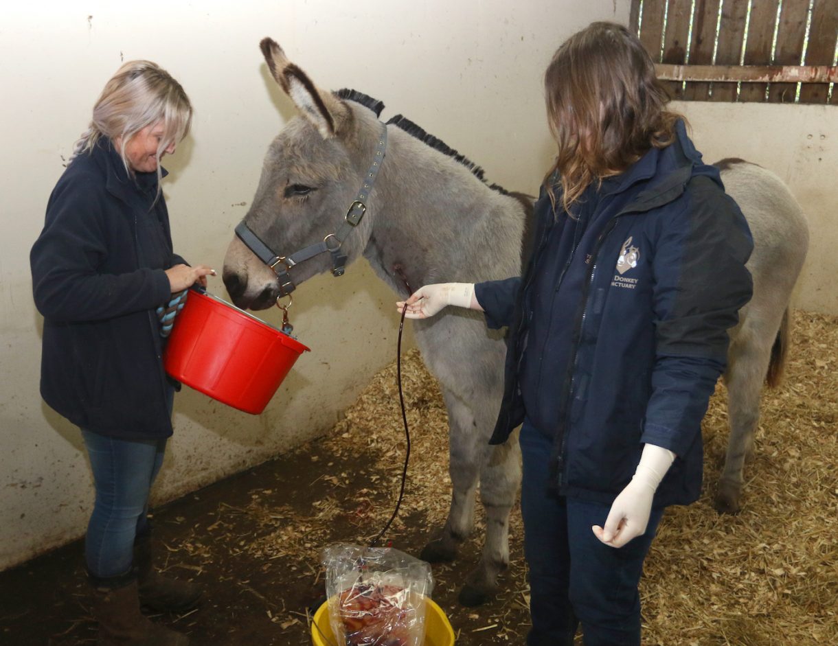 ‘Life-saving’ blood transfusion scheme launched to help sick donkeys ...