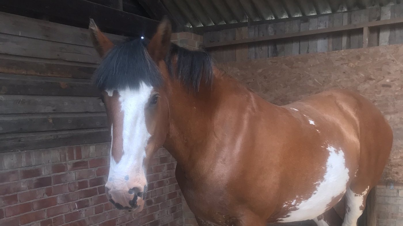 Girl power: police force recruits first mare in 162-year history ...