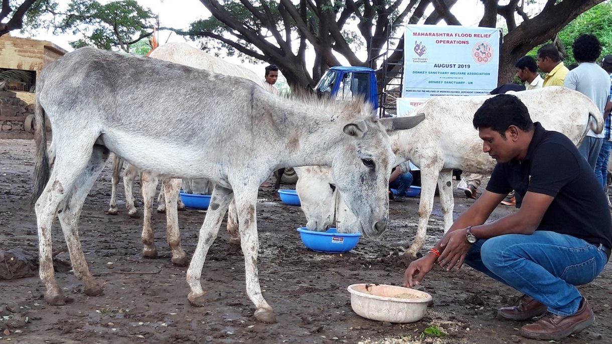 ‘Life-saving’ blood transfusion scheme launched to help sick donkeys ...