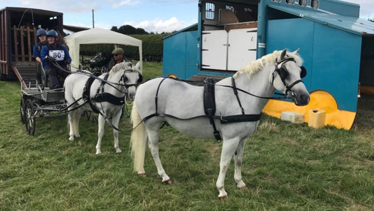 ‘Unwanted’ rescue colt becomes national champion - Horse & Hound