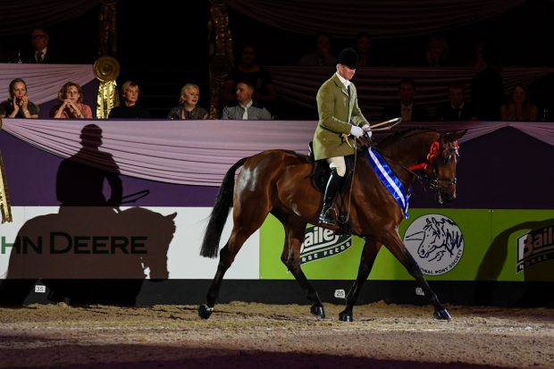 HOYS 2019: Five-year-old is crowned working hunter of the year - Horse ...