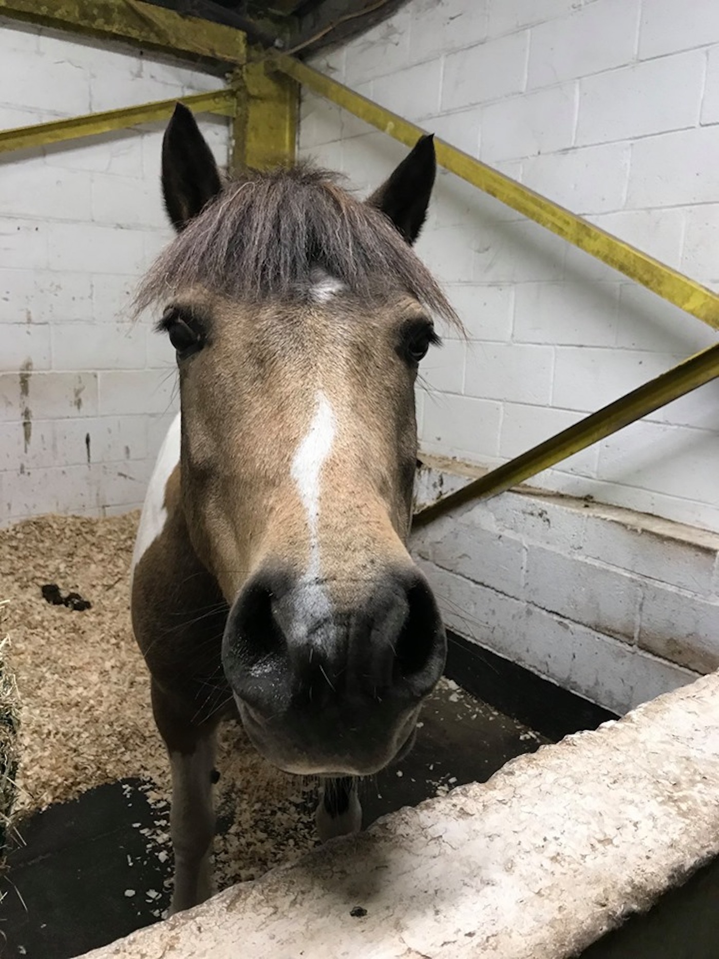 Staff devastated after RDA pony stabbed in malicious attack - Horse & Hound