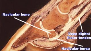 Navicular in horses: signs, causes and treatment | Horse & Hound
