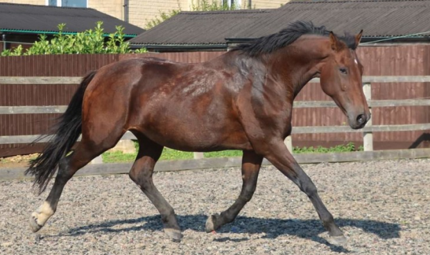 Broodmares - Horse & Hound