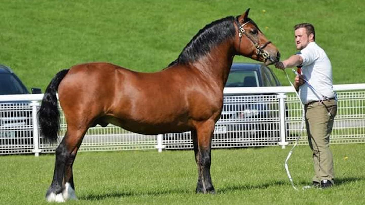‘It’s close to all of us’: stallion services auctioned for World Mental ...