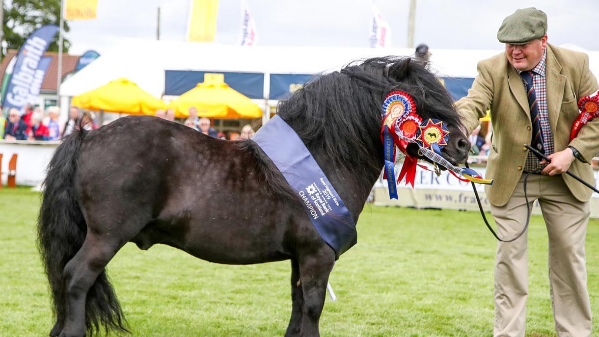 Horse breeds in the UK: native ponies to heavy horses