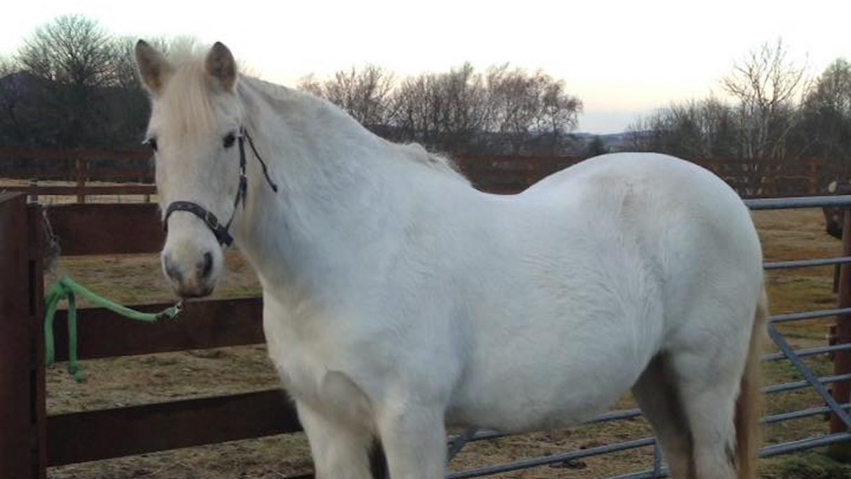 Tributes paid to ‘loyal’ RDA horse after 19 years of fun and therapy ...
