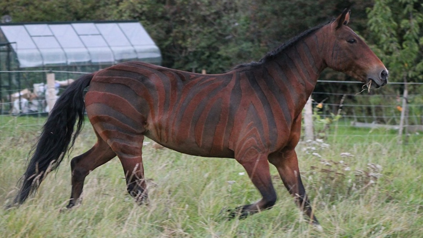 Pony’s zebra haircut aims to raise awareness of rare condition - Horse ...