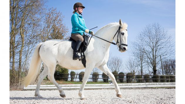 Lipizzaner horse: the oldest pure-bred horse in Europe
