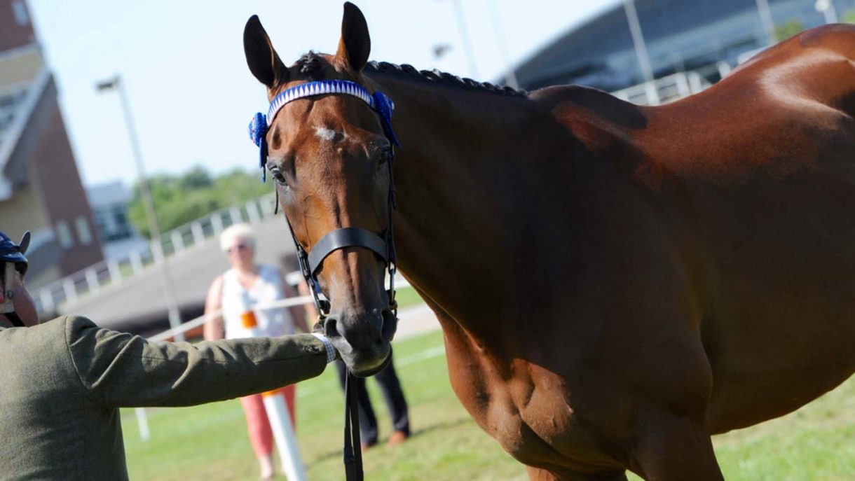 6 former racing megastars who have impressed in their new careers ...