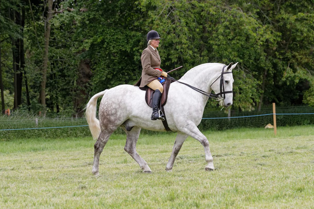 11 hogged cobs who scored winning marks in the show ring during 2019 ...