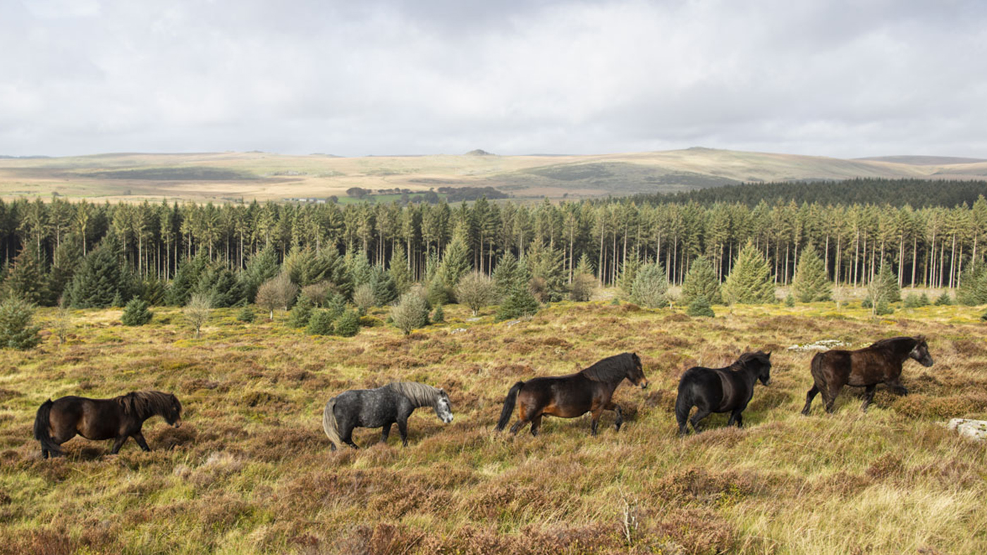 How ponies can benefit the land for all of us *H&H Plus* - Horse & Hound