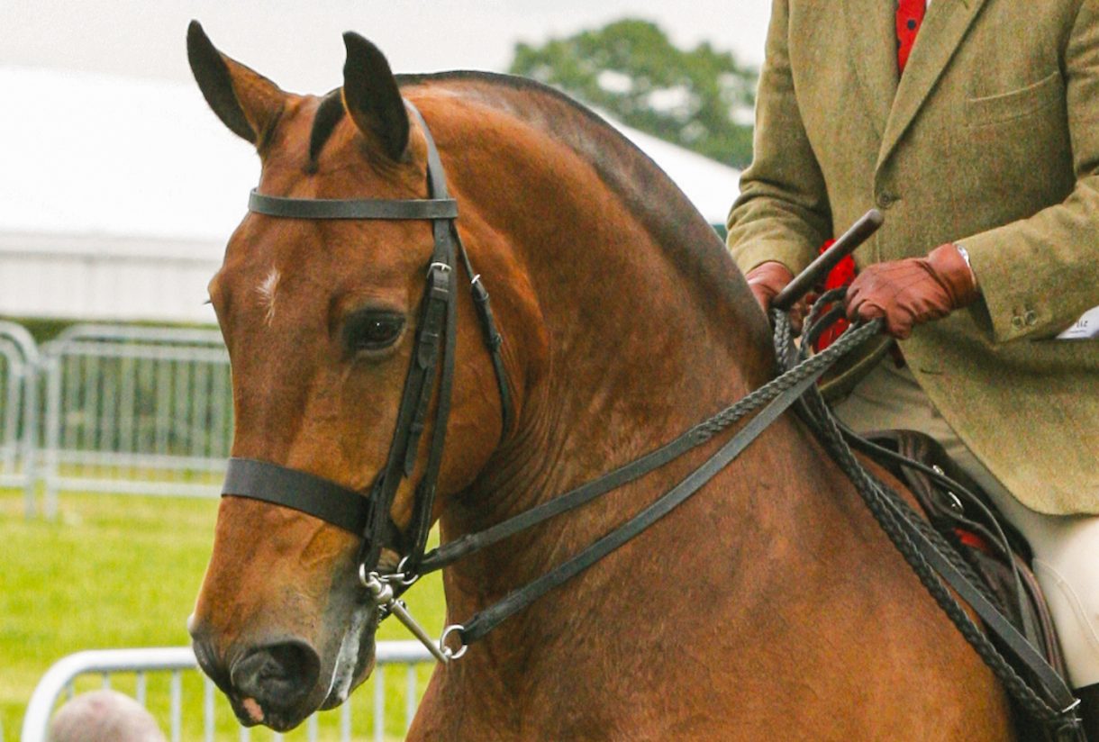 ‘He meant so much’: Farewell to champion cob - Horse & Hound