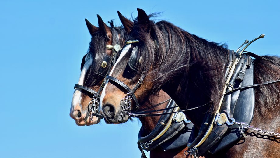 Rarer than pandas and transforming London — meet the city’s last ...