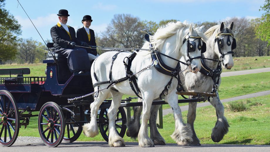 Rarer than pandas and transforming London — meet the city’s last ...