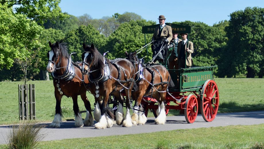 All horse breeds in the UK from tiny native ponies through to heavy horses