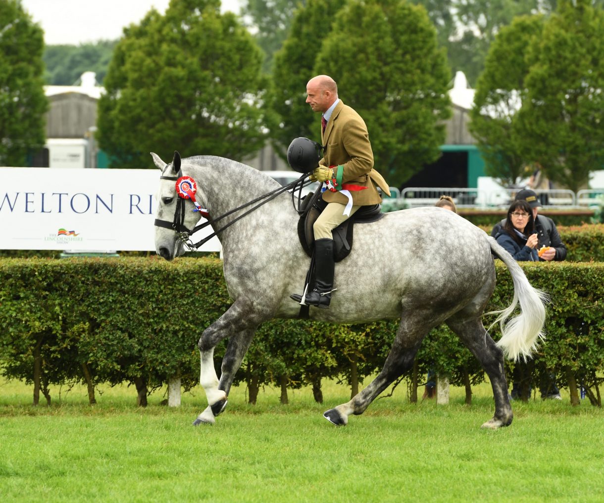 How to show a horse in-hand: Horse & Hound's expert guide