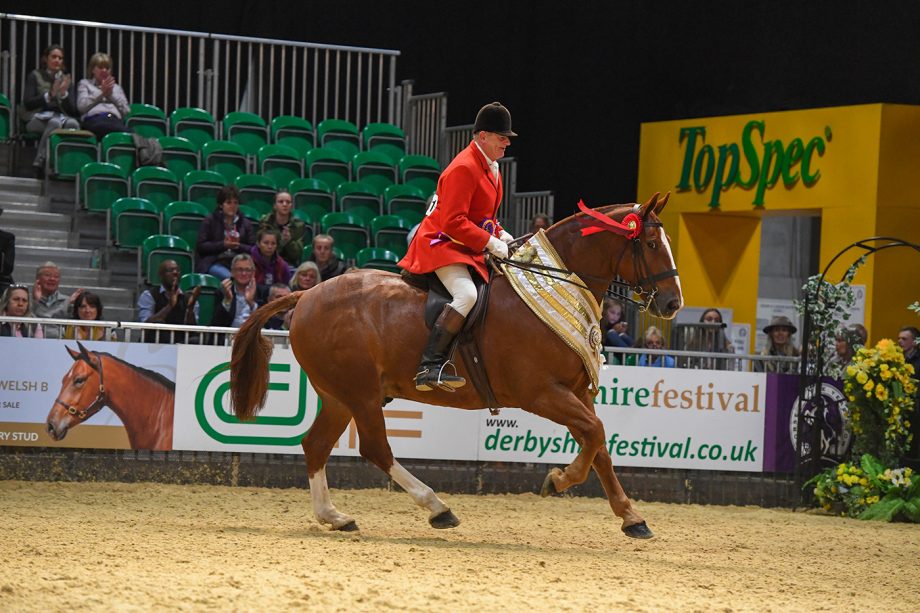 11 hogged cobs who scored winning marks in the show ring during 2019 ...