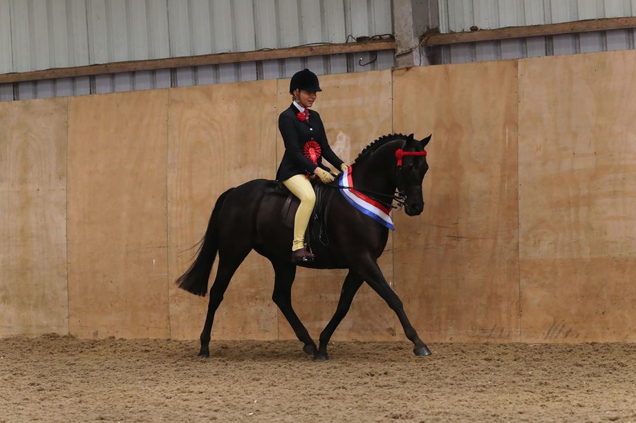 10 stunning show ponies that stole our hearts during the 2019 show ...