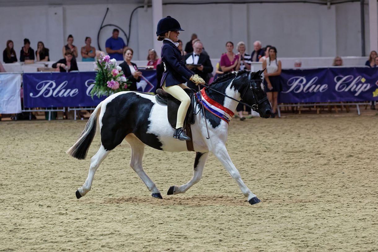 12 marvellous mini ponies who stole the hearts of the judges this show ...