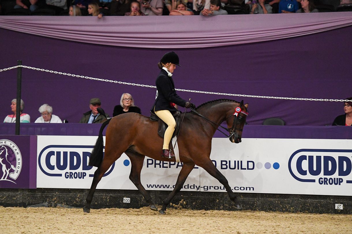 10 stunning show ponies that stole our hearts during the 2019 show ...