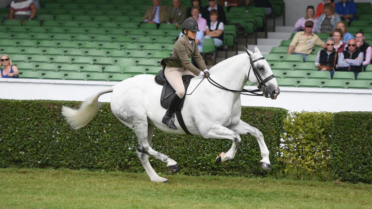 11 hogged cobs who scored winning marks in the show ring during 2019 ...