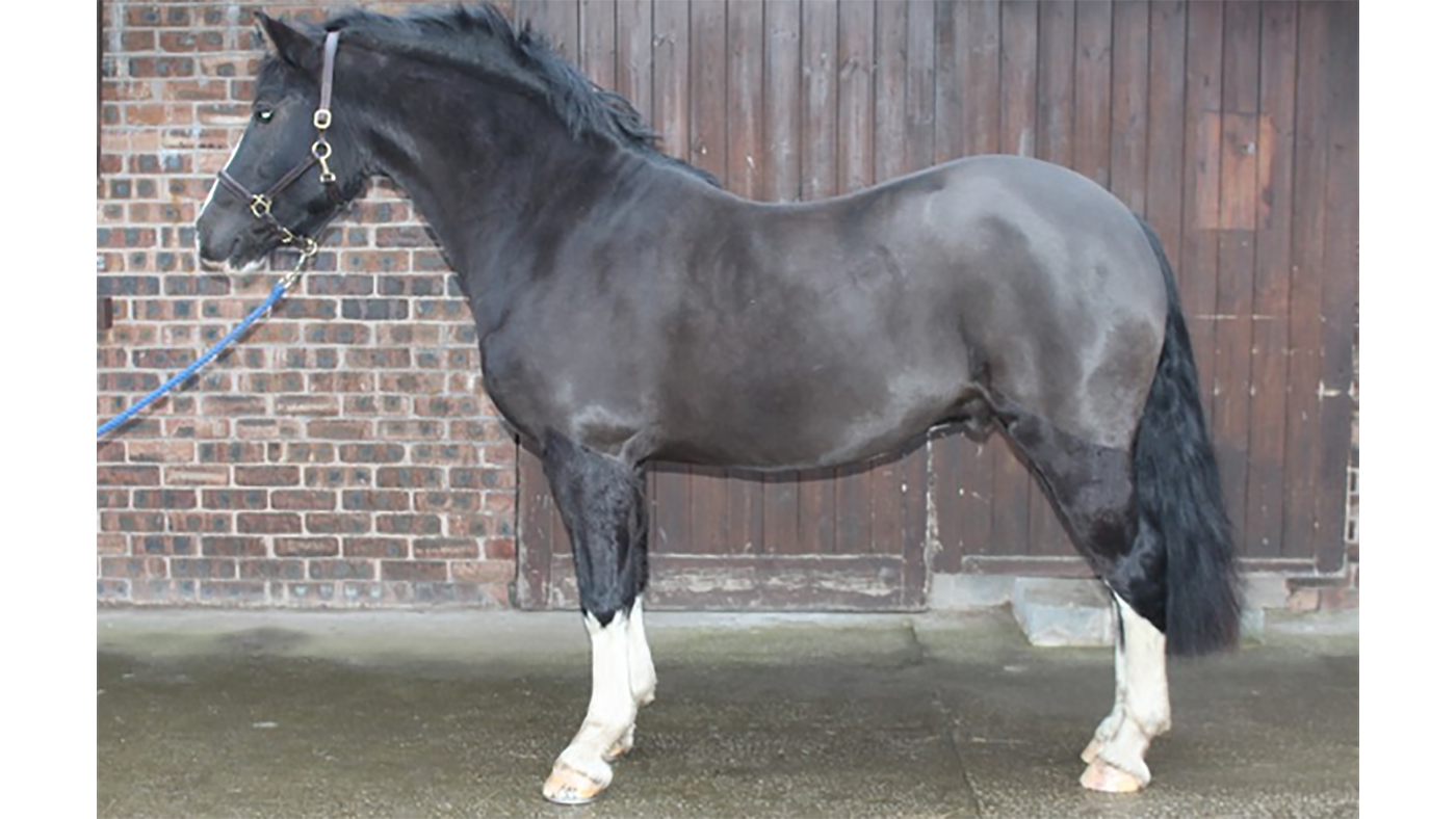5 wonderful Welsh cobs and ponies on the market right now - Horse & Hound